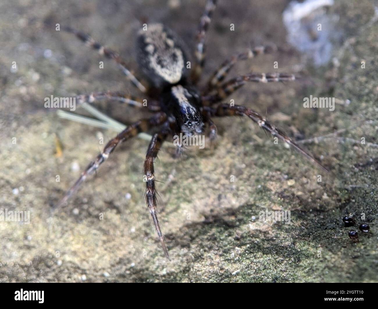 Toothed Weaver (Textrix denticulata Stock Photo - Alamy