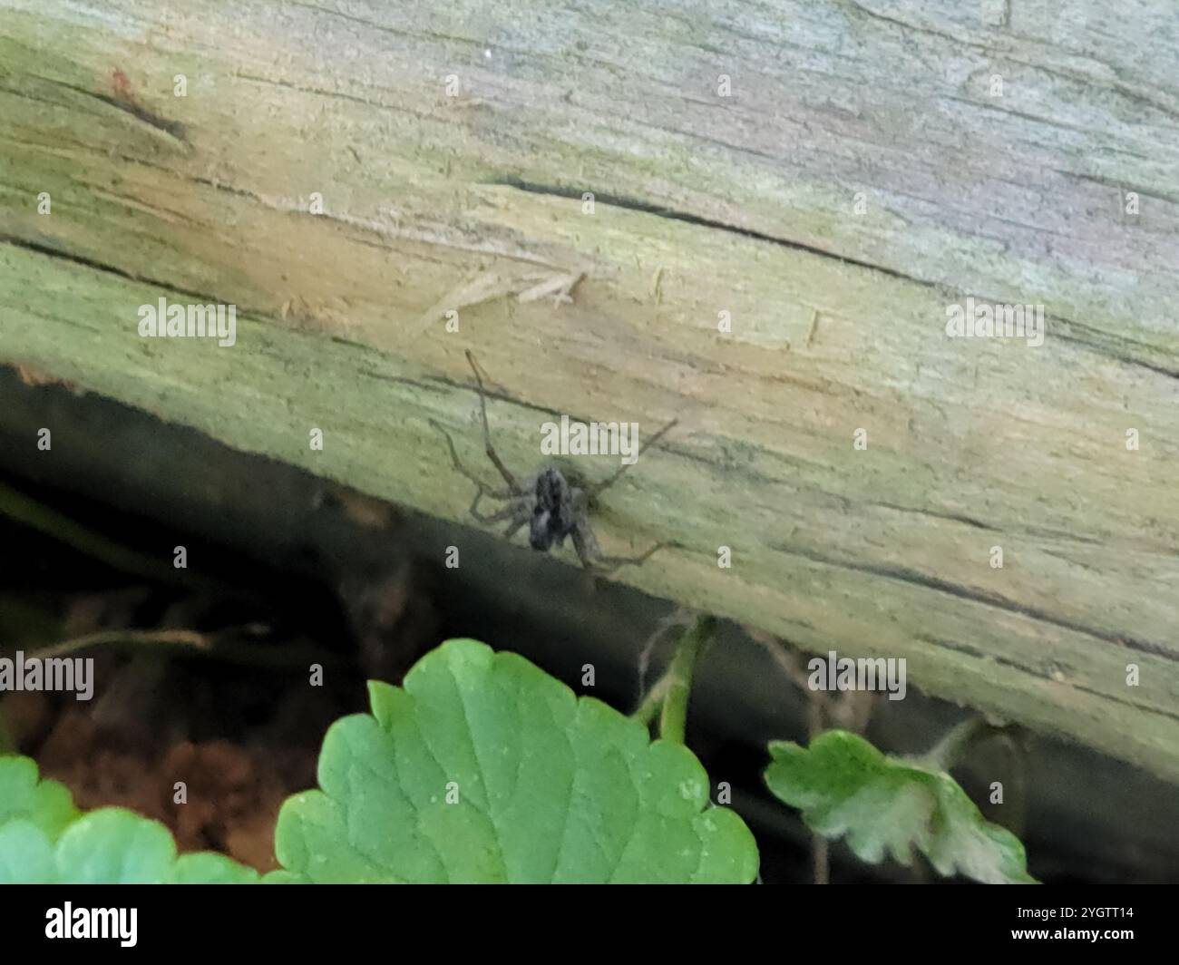 Thin-legged Wolf Spiders (Pardosa Stock Photo - Alamy