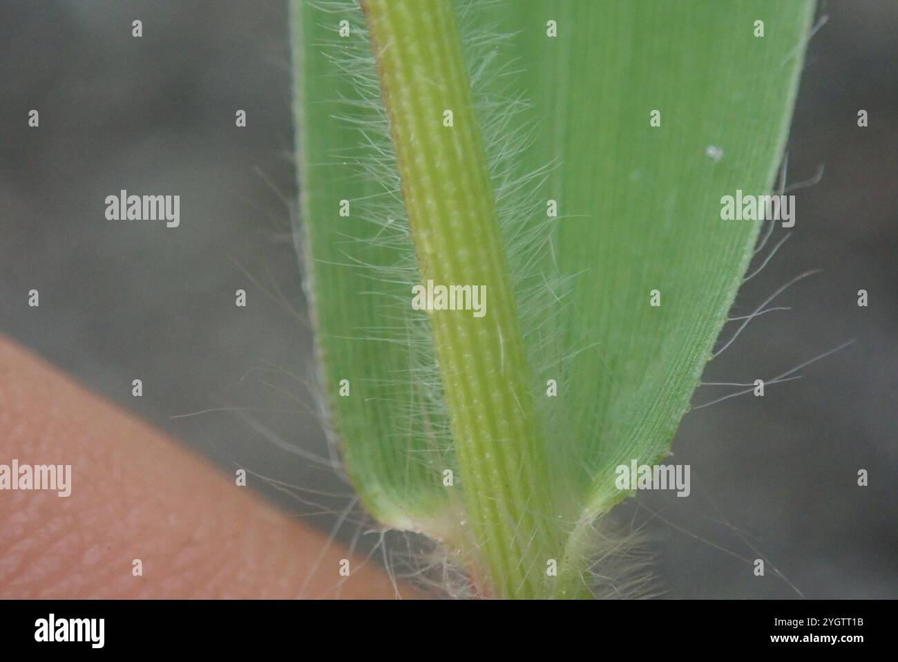 hairy rosette-panicgrass (Dichanthelium acuminatum Stock Photo - Alamy