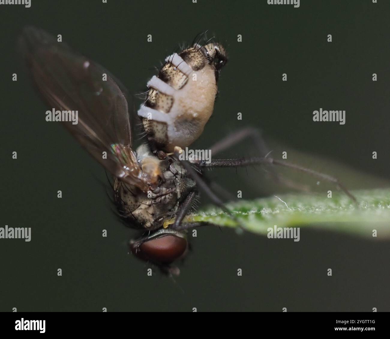 Fly Death Fungi (Entomophthora muscae Stock Photo - Alamy