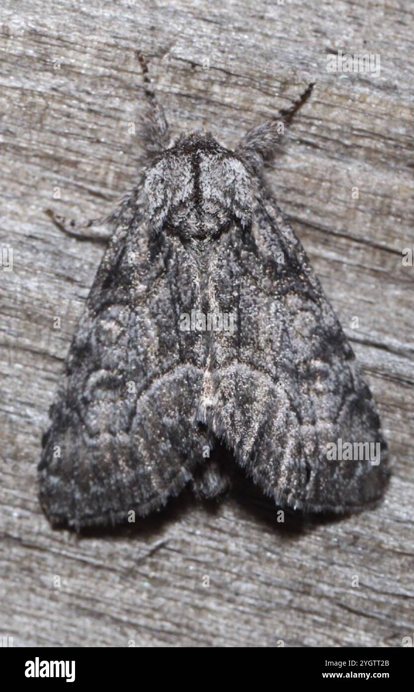 Brother Moth (Raphia frater Stock Photo - Alamy