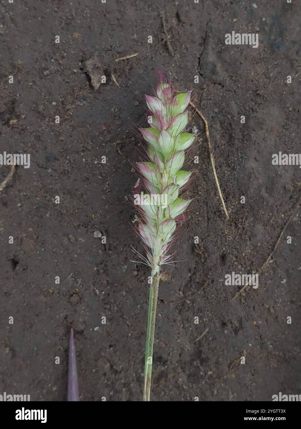 yellow foxtail (Setaria pumila Stock Photo - Alamy
