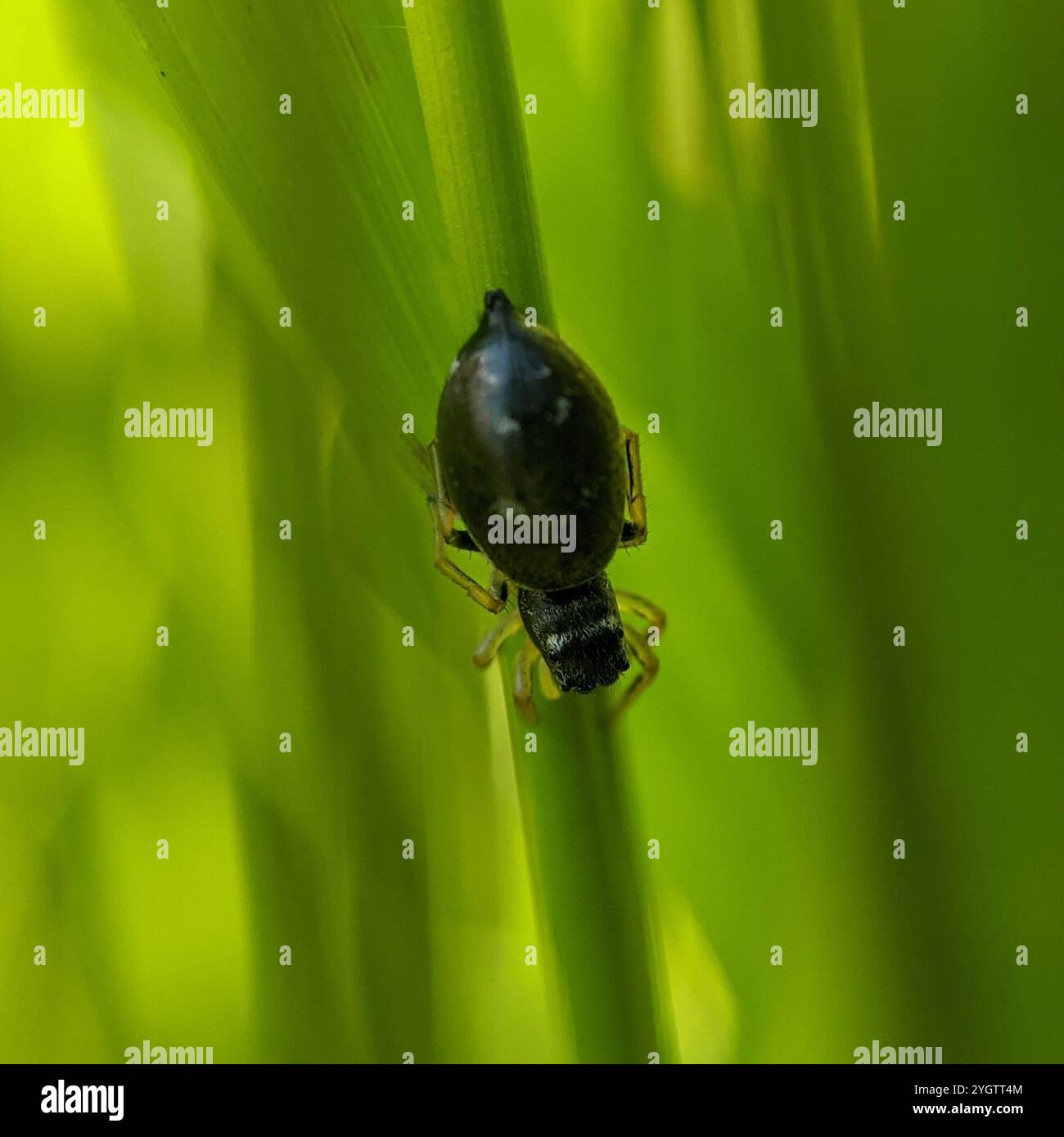 Copper Sun Jumper (Heliophanus cupreus Stock Photo - Alamy