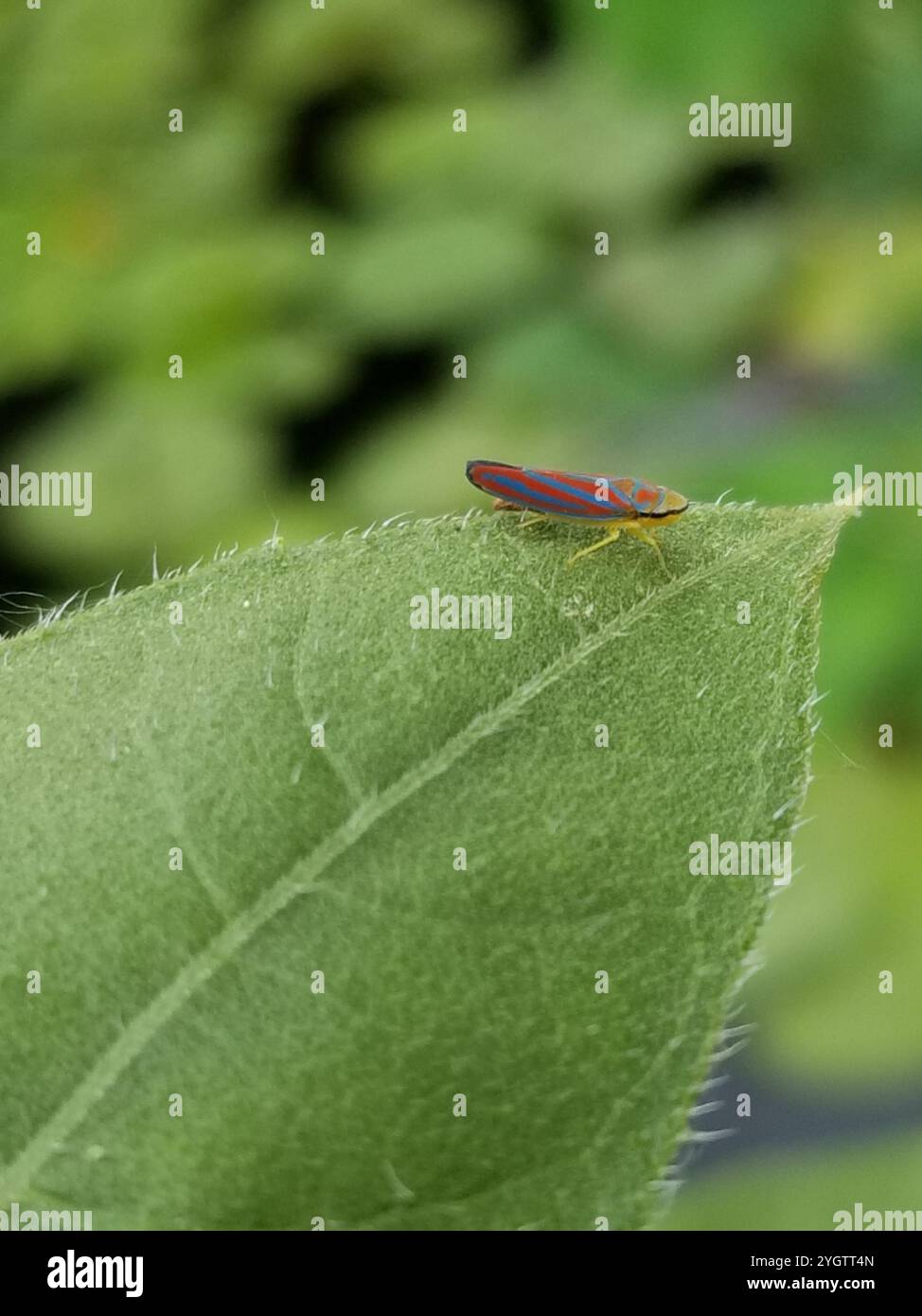 Red-banded Leafhopper (Graphocephala coccinea Stock Photo - Alamy