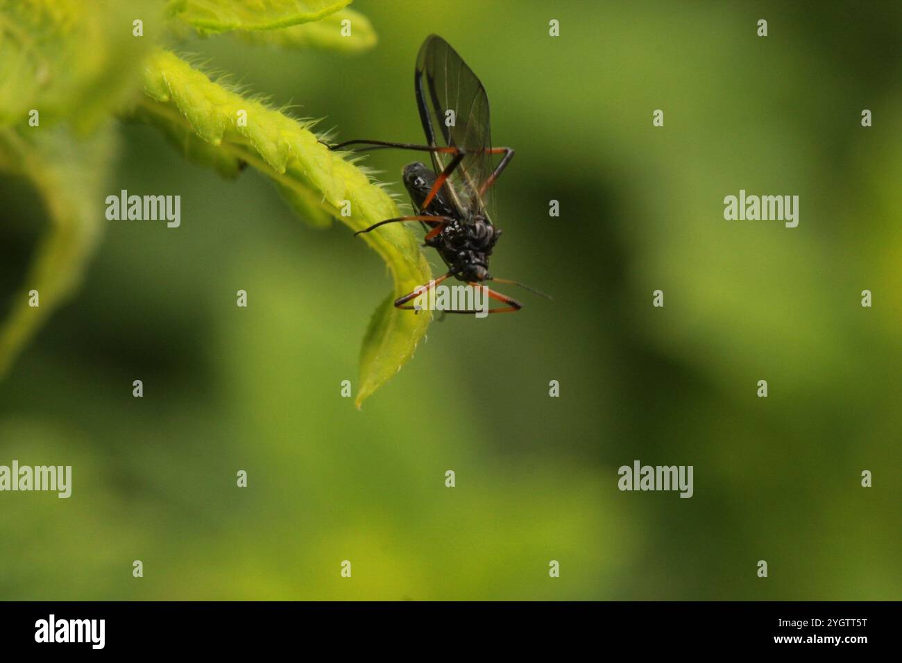 Cinara piceae hi-res stock photography and images - Alamy