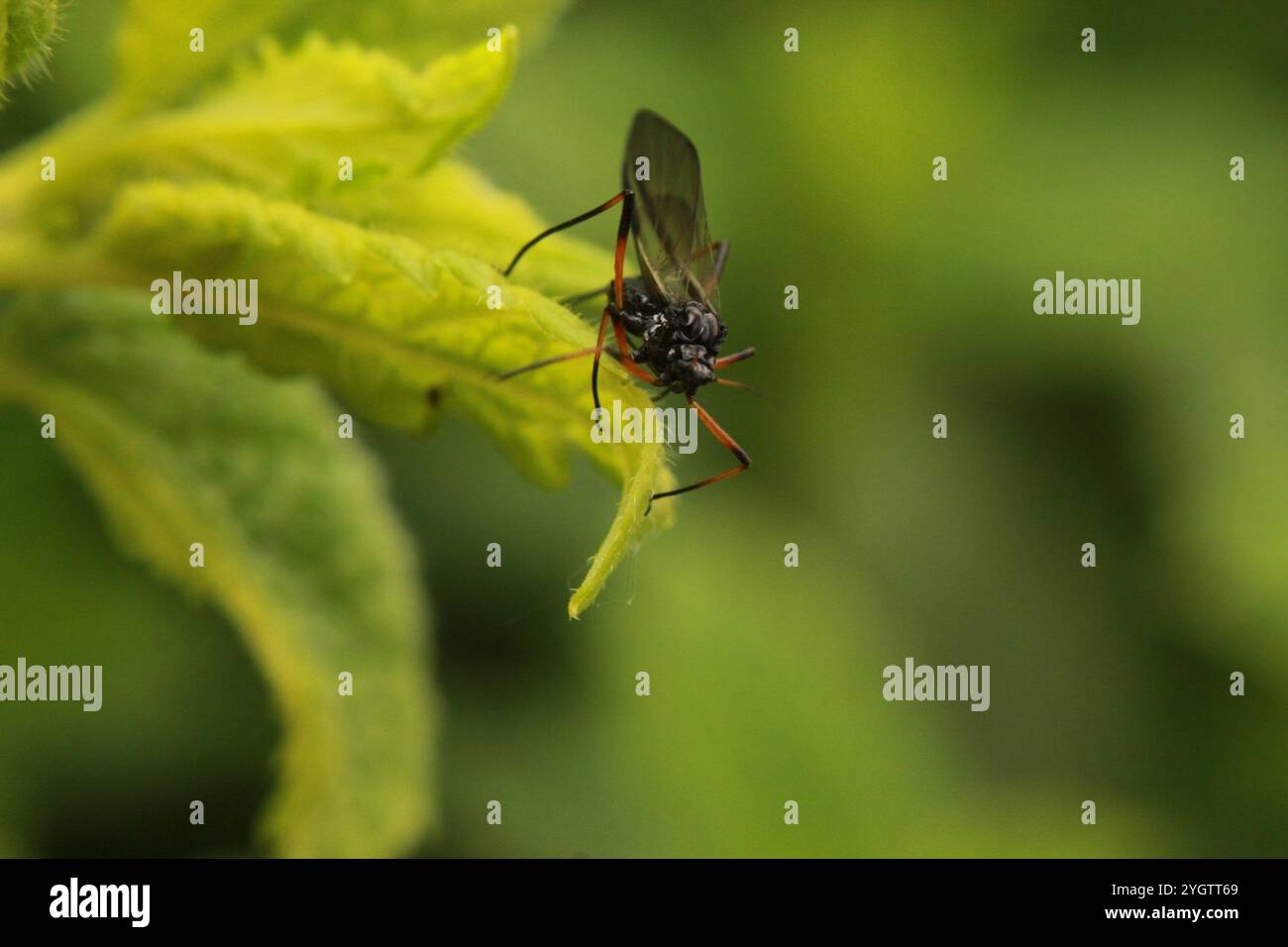 Greater Black Spruce Bark Aphid (Cinara piceae Stock Photo - Alamy