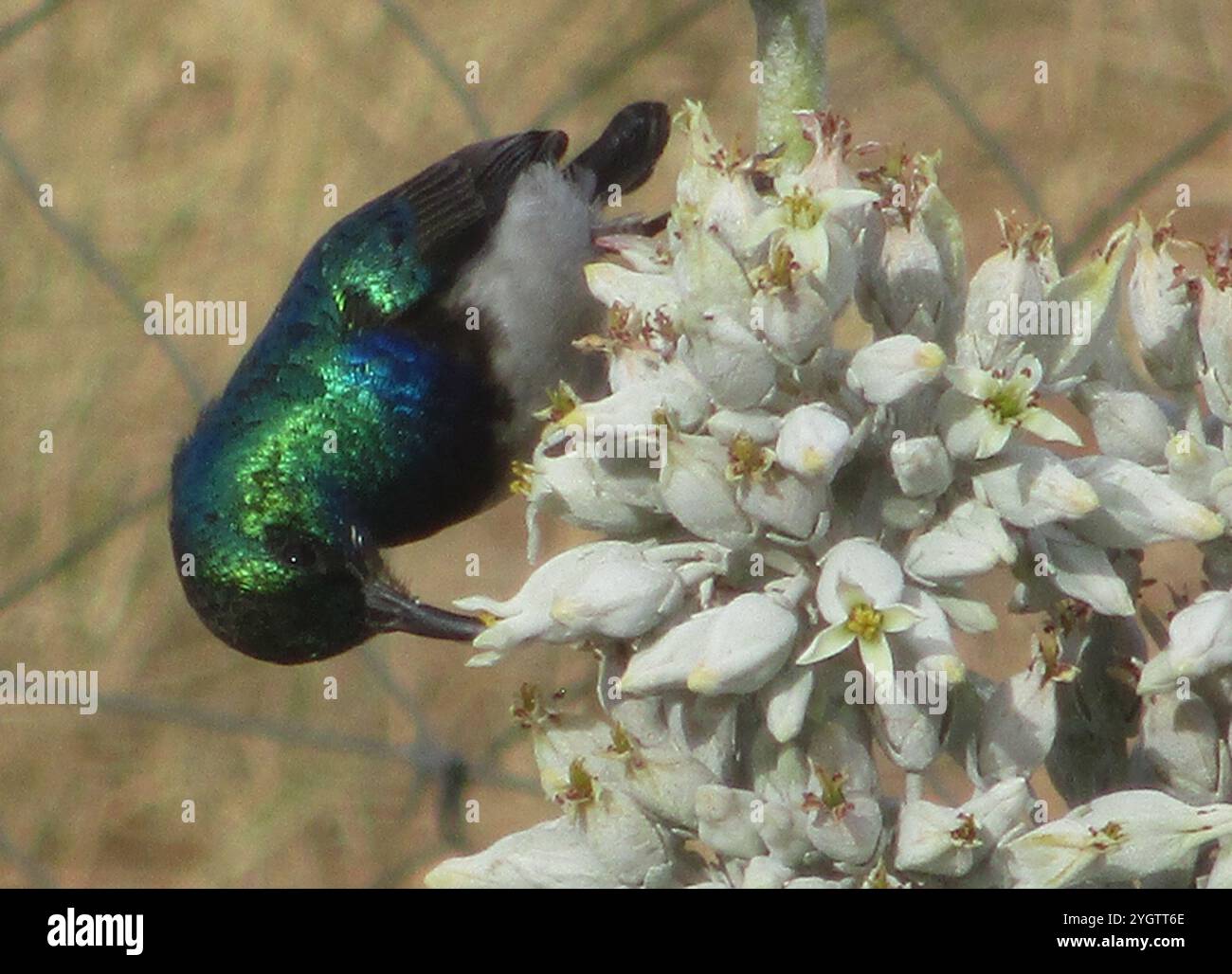 Talatala hi-res stock photography and images - Alamy