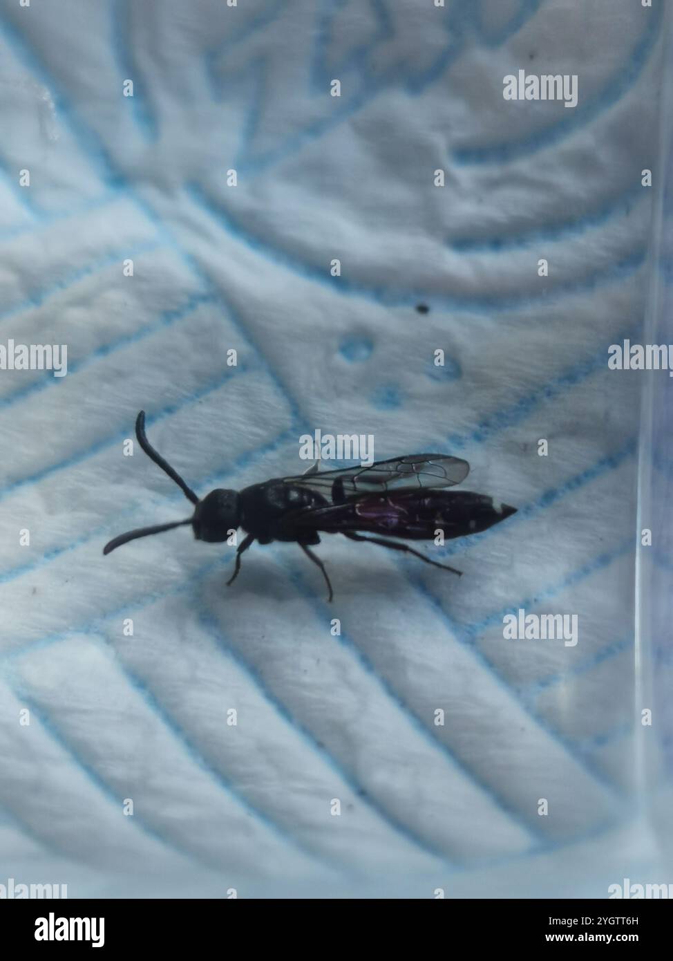 Five-spotted Club-horned Wasp (Sapyga quinquepunctata Stock Photo - Alamy