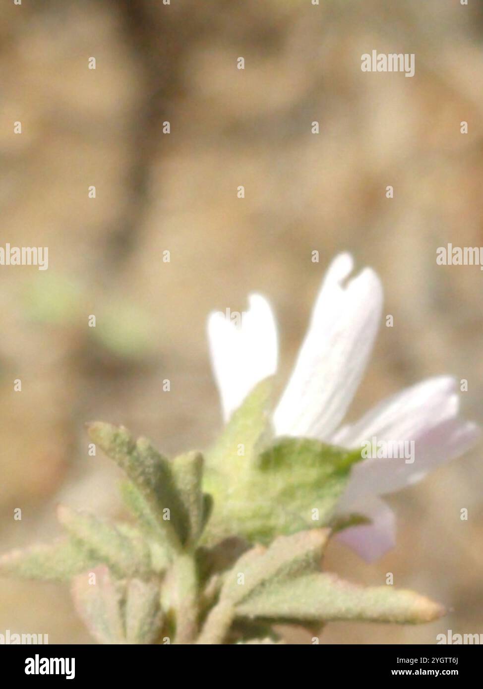 Cretan mallow (Malva multiflora Stock Photo - Alamy