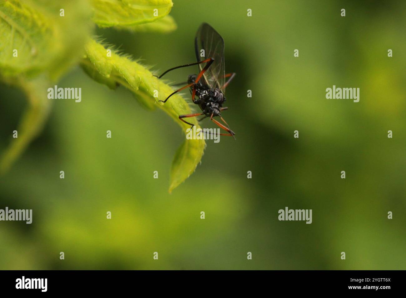 Greater Black Spruce Bark Aphid (Cinara piceae Stock Photo - Alamy