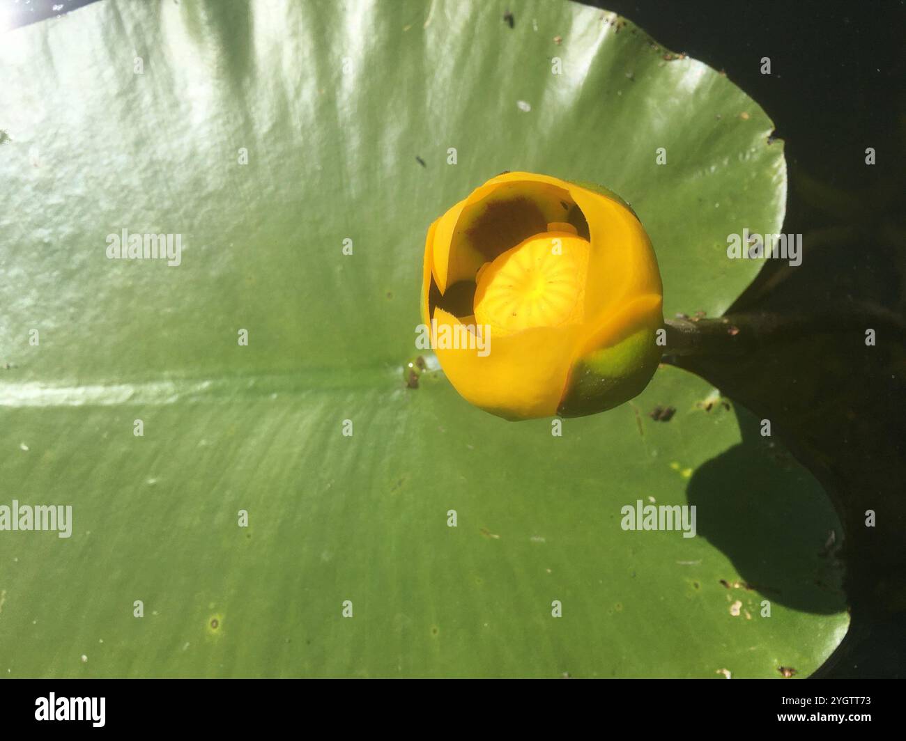 Variegated Yellow Pond-Lily (Nuphar variegata Stock Photo - Alamy