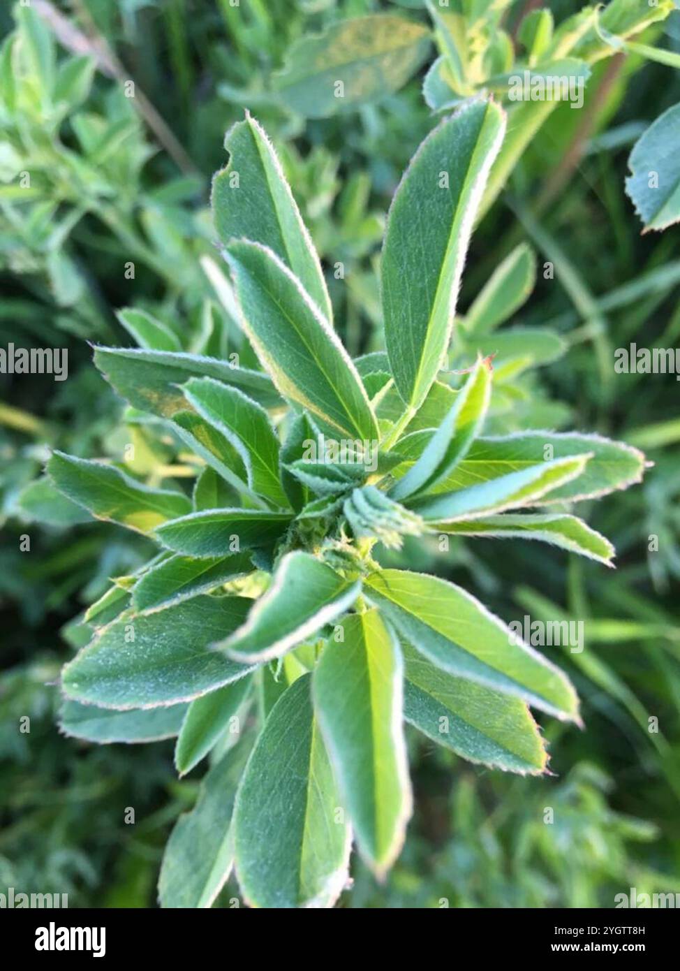 Sickle alfalfa hi-res stock photography and images - Alamy