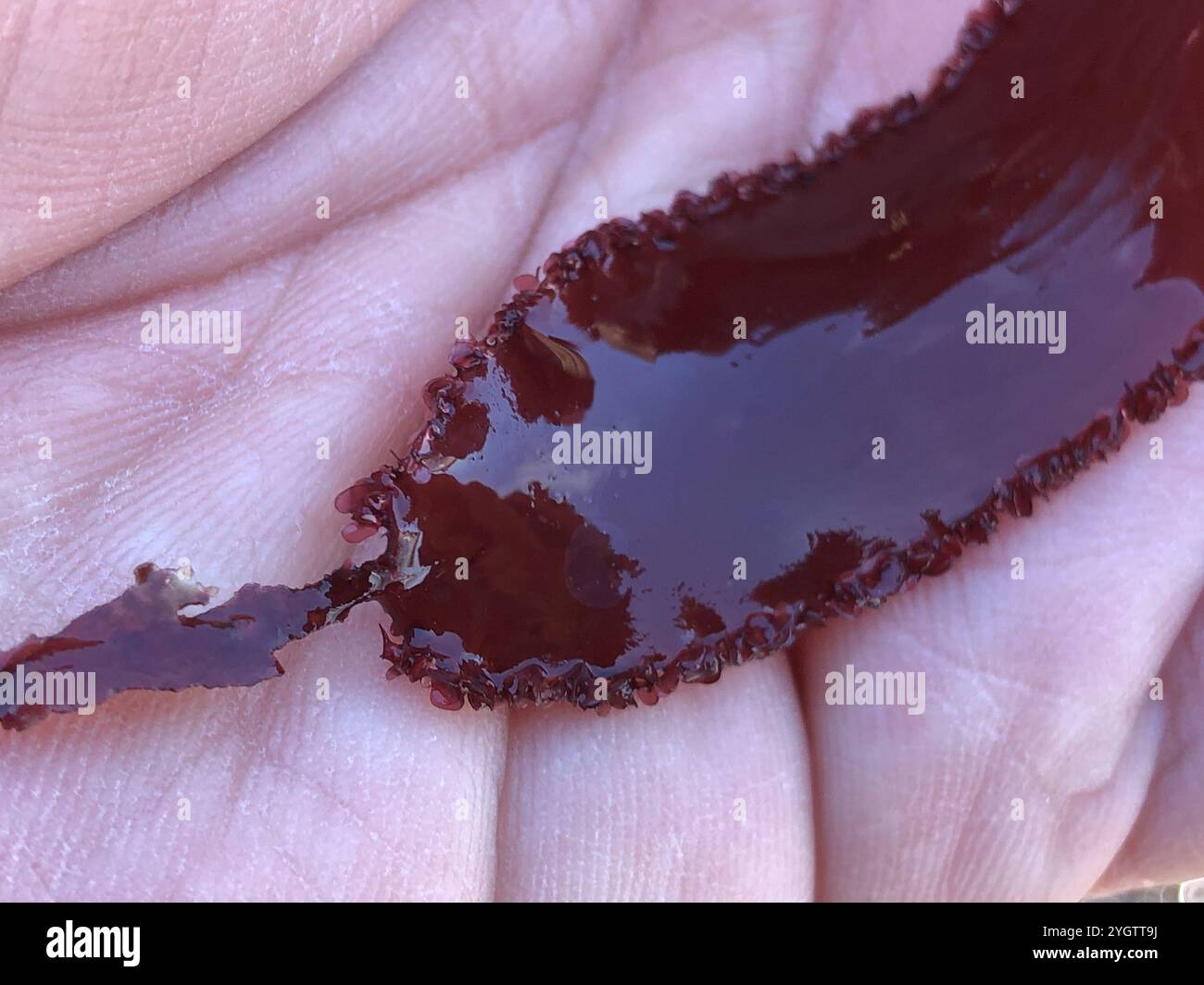 Grape Tongue (Cryptopleura ruprechtiana Stock Photo - Alamy