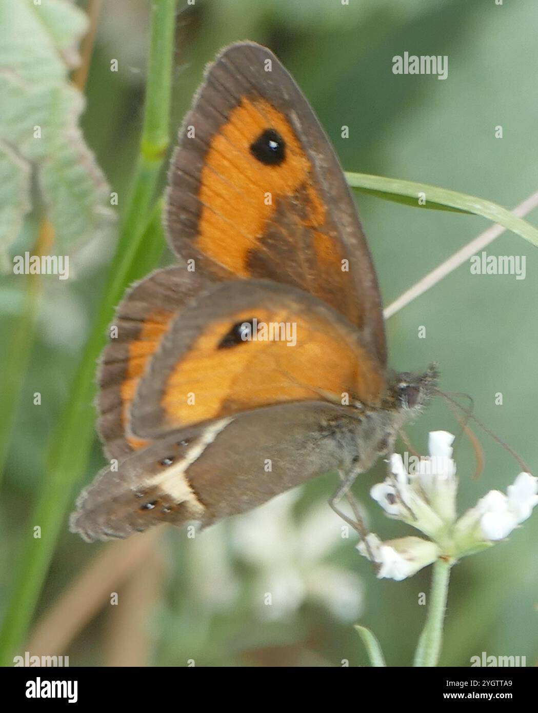 Spanish Gatekeeper (Pyronia bathseba Stock Photo - Alamy