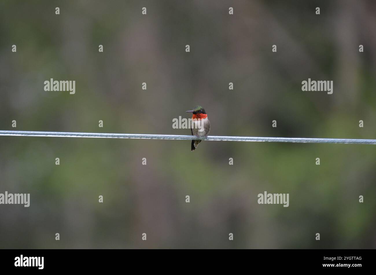 Ruby-throated Hummingbird (Archilochus colubris Stock Photo - Alamy