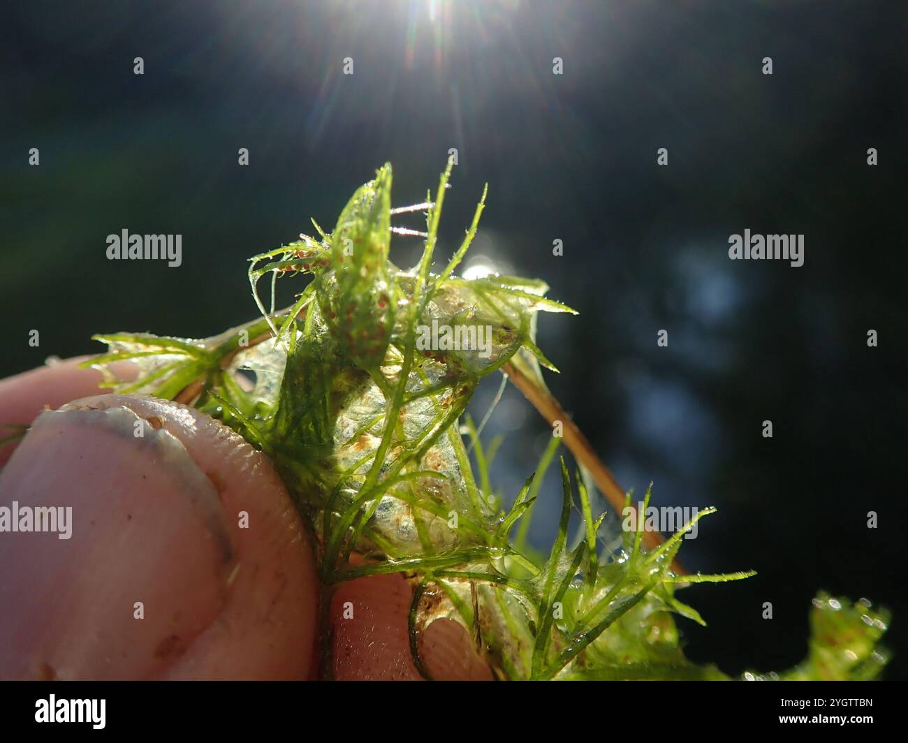 delicate stonewort (Chara virgata Stock Photo - Alamy