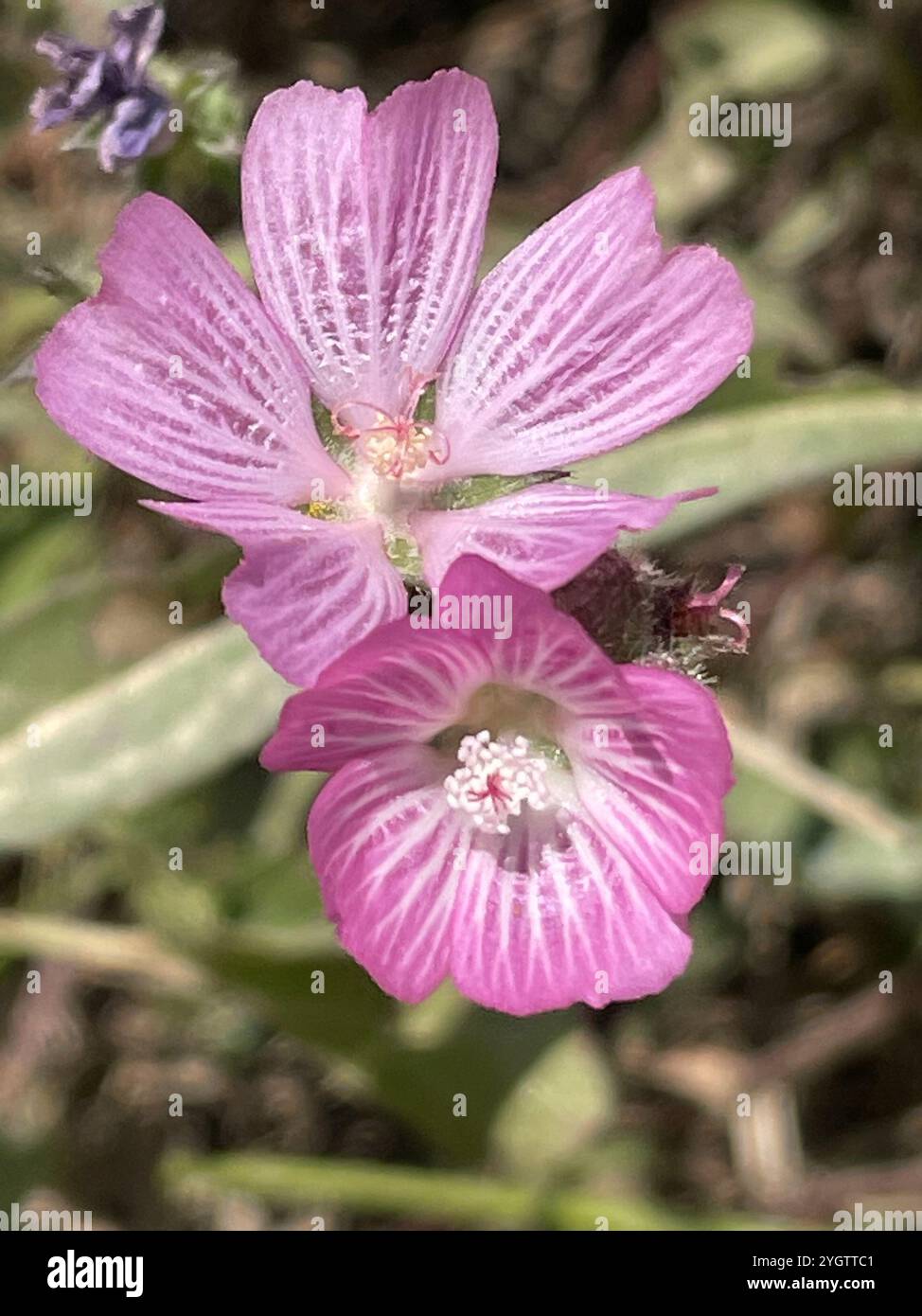 checkerbloom (Sidalcea malviflora Stock Photo - Alamy