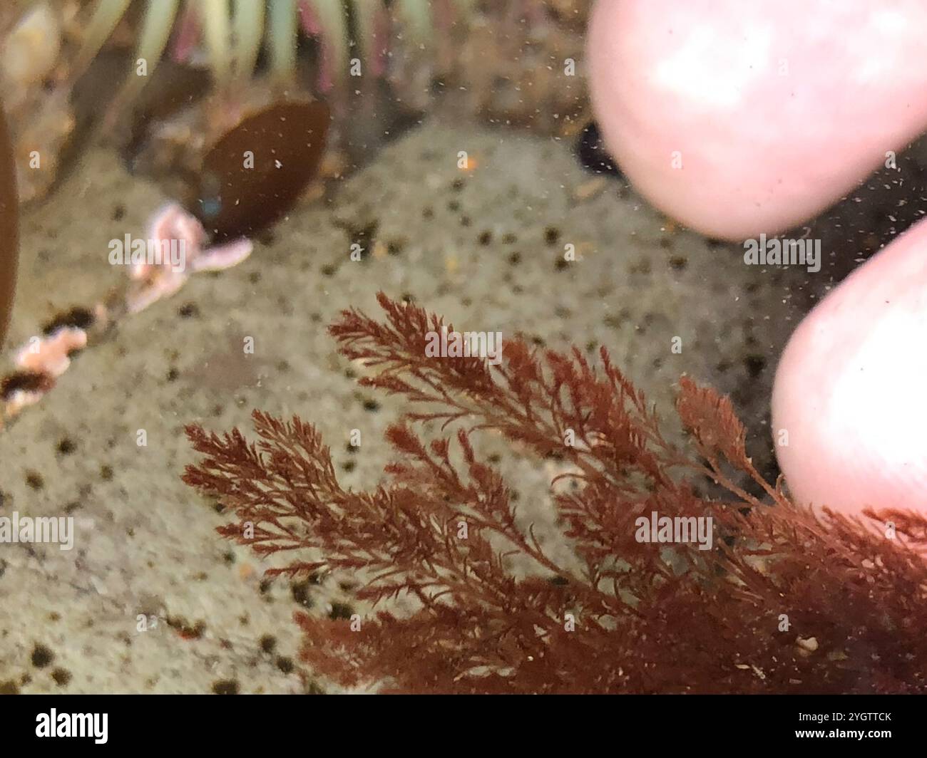 red algae (Rhodophyta Stock Photo - Alamy