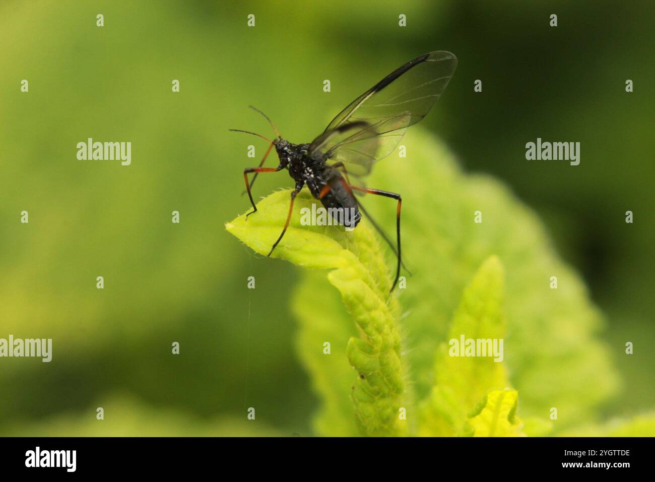 Greater Black Spruce Bark Aphid (Cinara piceae Stock Photo - Alamy