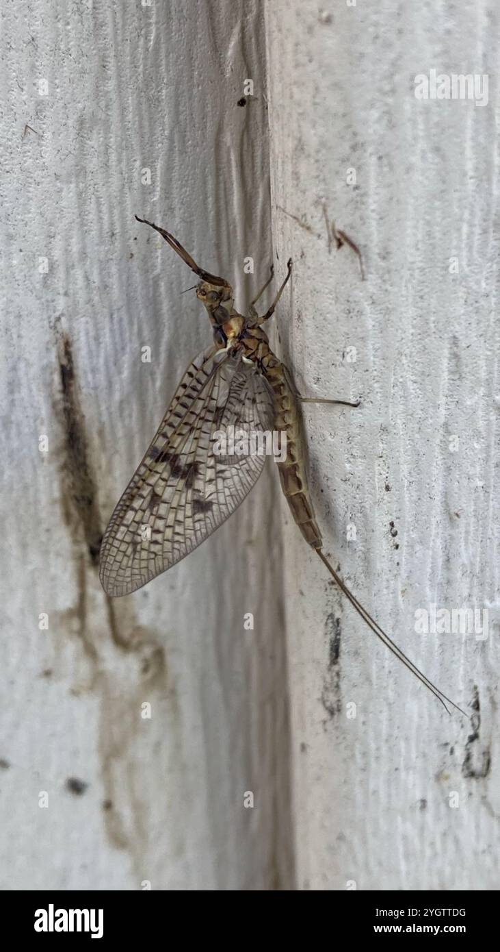 Green Drakes (Ephemera Stock Photo - Alamy