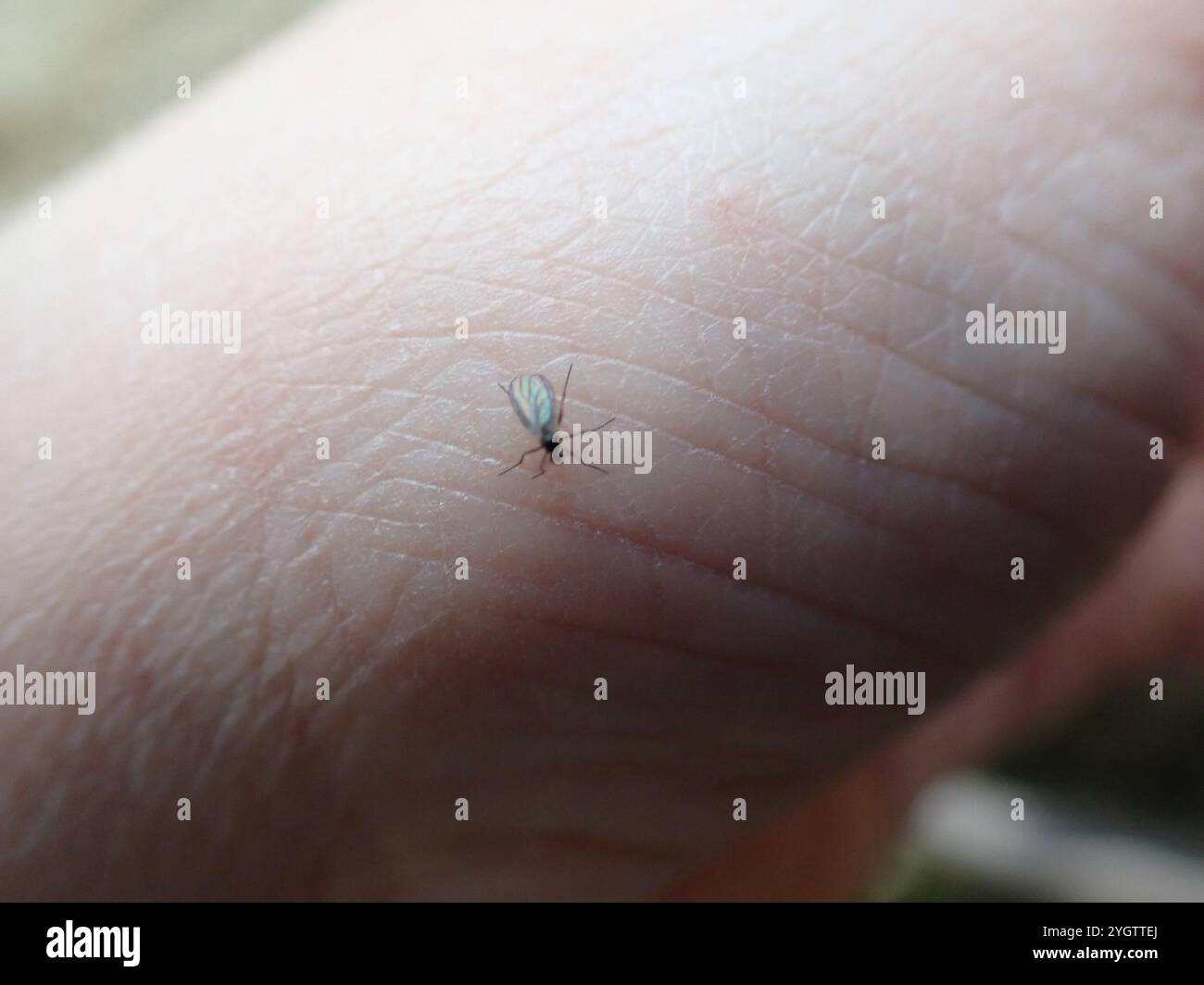 Fungus Gnats and Gall Midges (Sciaroidea Stock Photo - Alamy