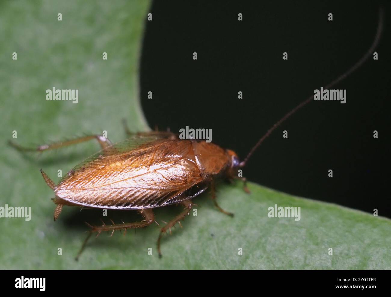 Tawny Cockroach (Ectobius pallidus Stock Photo - Alamy