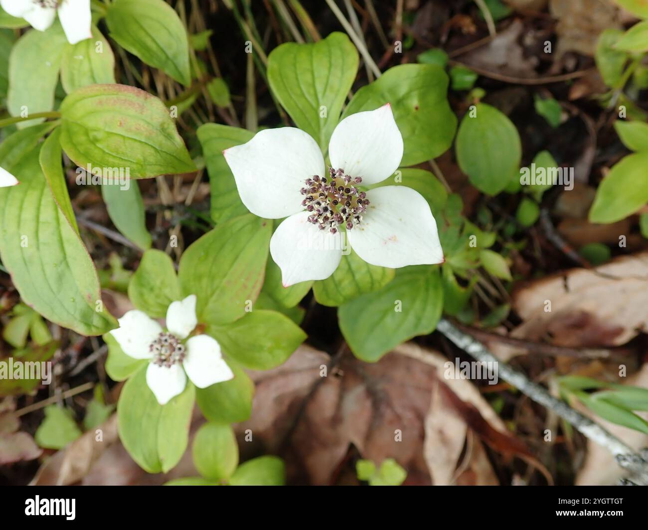 Western Bunchberry (Cornus unalaschkensis Stock Photo - Alamy