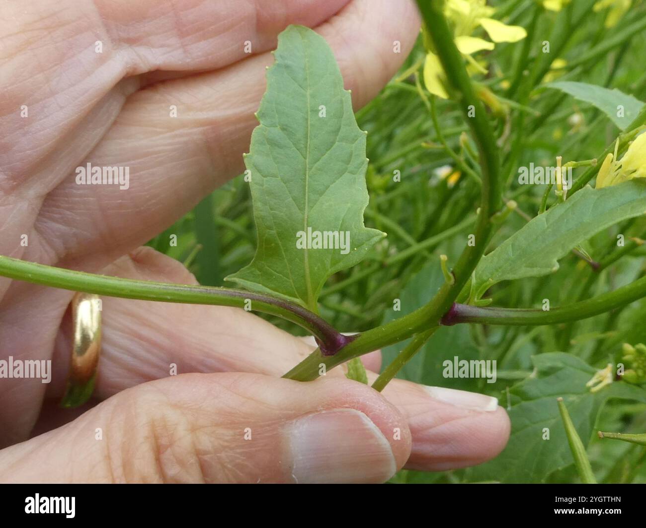 charlock (Mutarda arvensis Stock Photo - Alamy