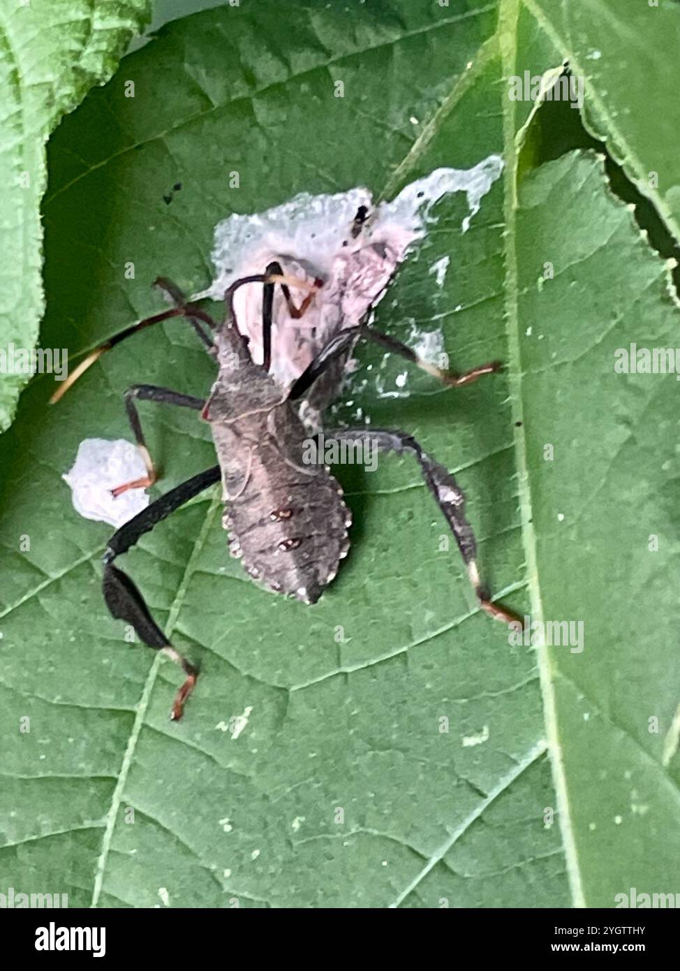 Spine-headed Bugs (Acanthocephala Stock Photo - Alamy