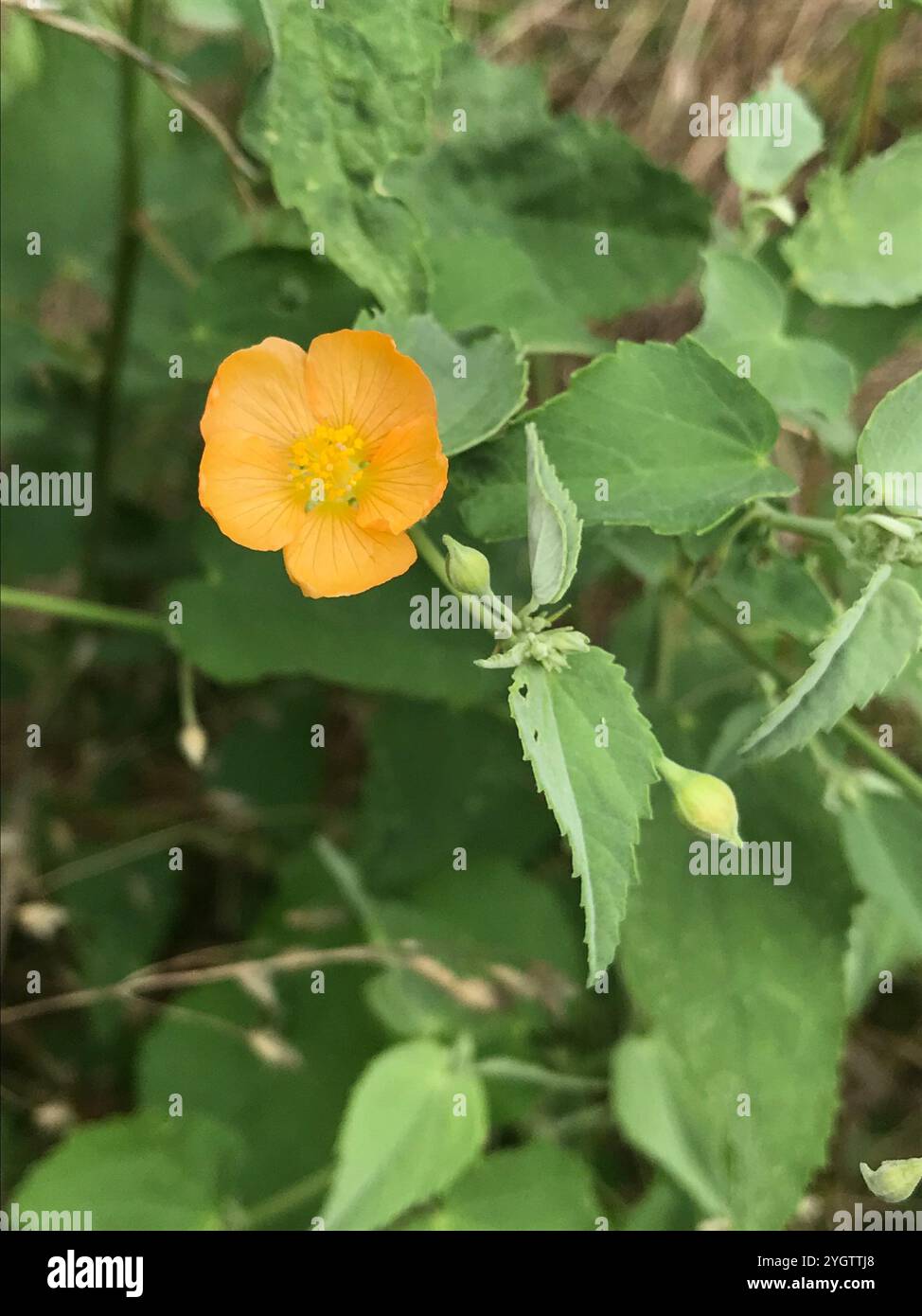 sweet Indian Mallow (Abutilon fruticosum Stock Photo - Alamy