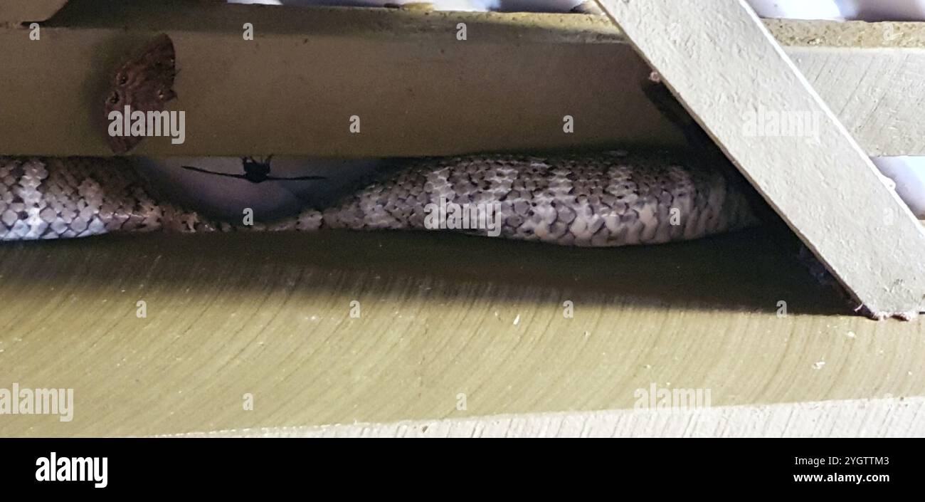 Carpet Python (Morelia spilota Stock Photo - Alamy