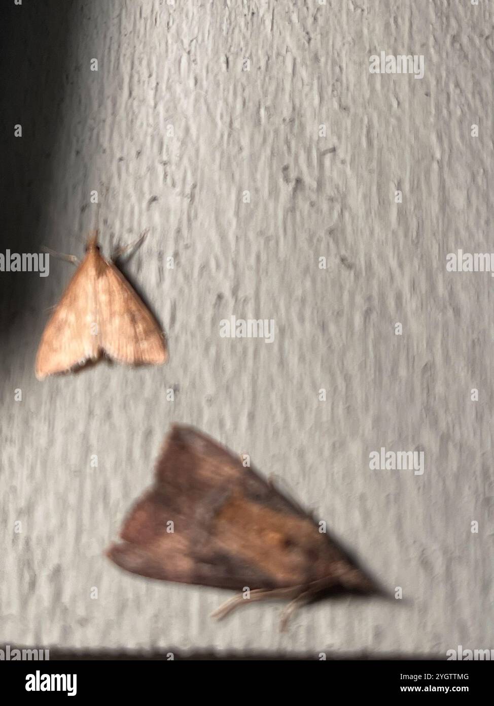 Leaftier moth hi-res stock photography and images - Alamy