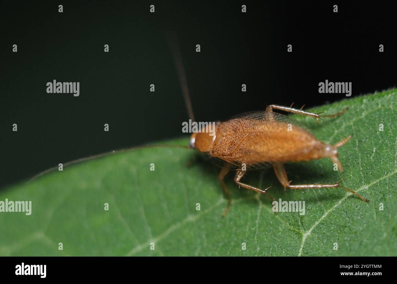 Tawny Cockroach (Ectobius pallidus Stock Photo - Alamy