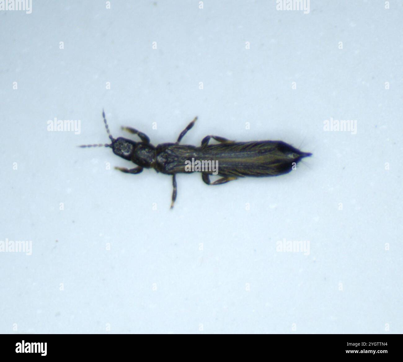 Common Thrips (Thripidae Stock Photo - Alamy
