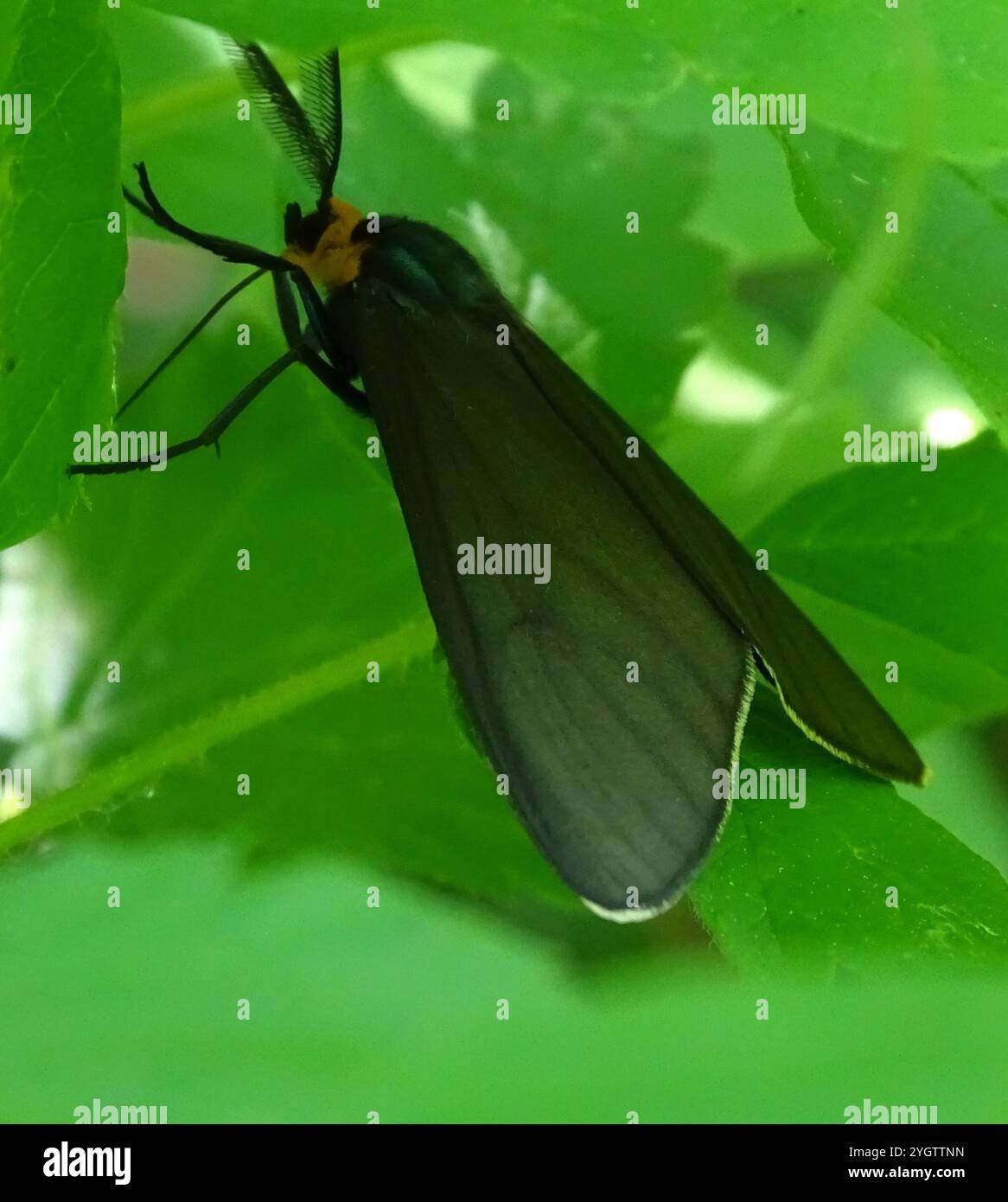 Virginia Ctenucha Moth (Ctenucha virginica Stock Photo - Alamy