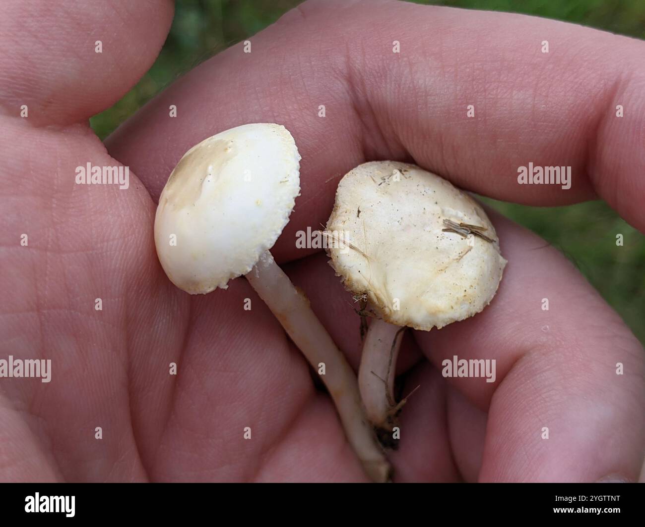 Common fieldcap agrocybe pediades hi-res stock photography and images ...