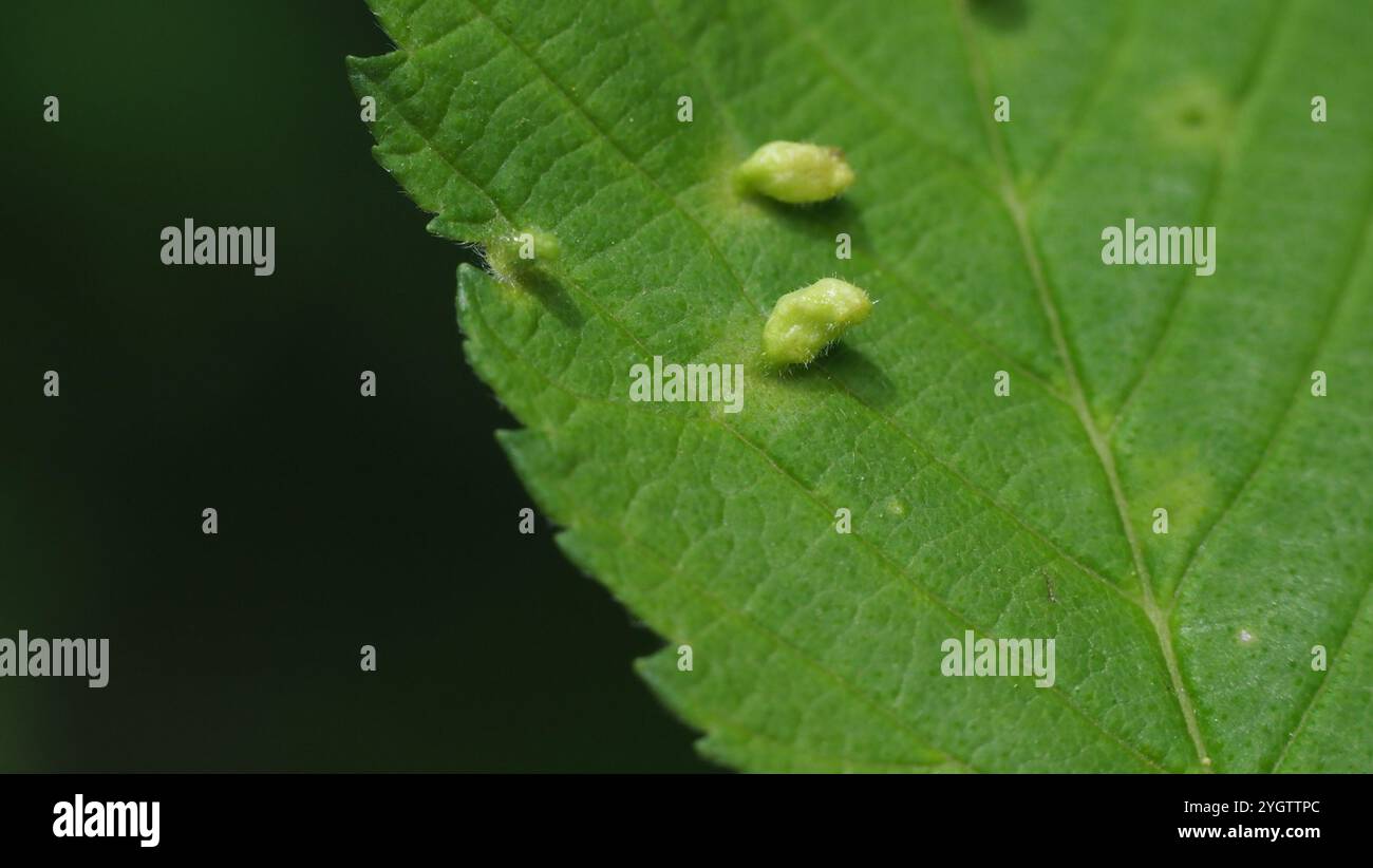 Gall and Rust Mites (Eriophyidae Stock Photo - Alamy