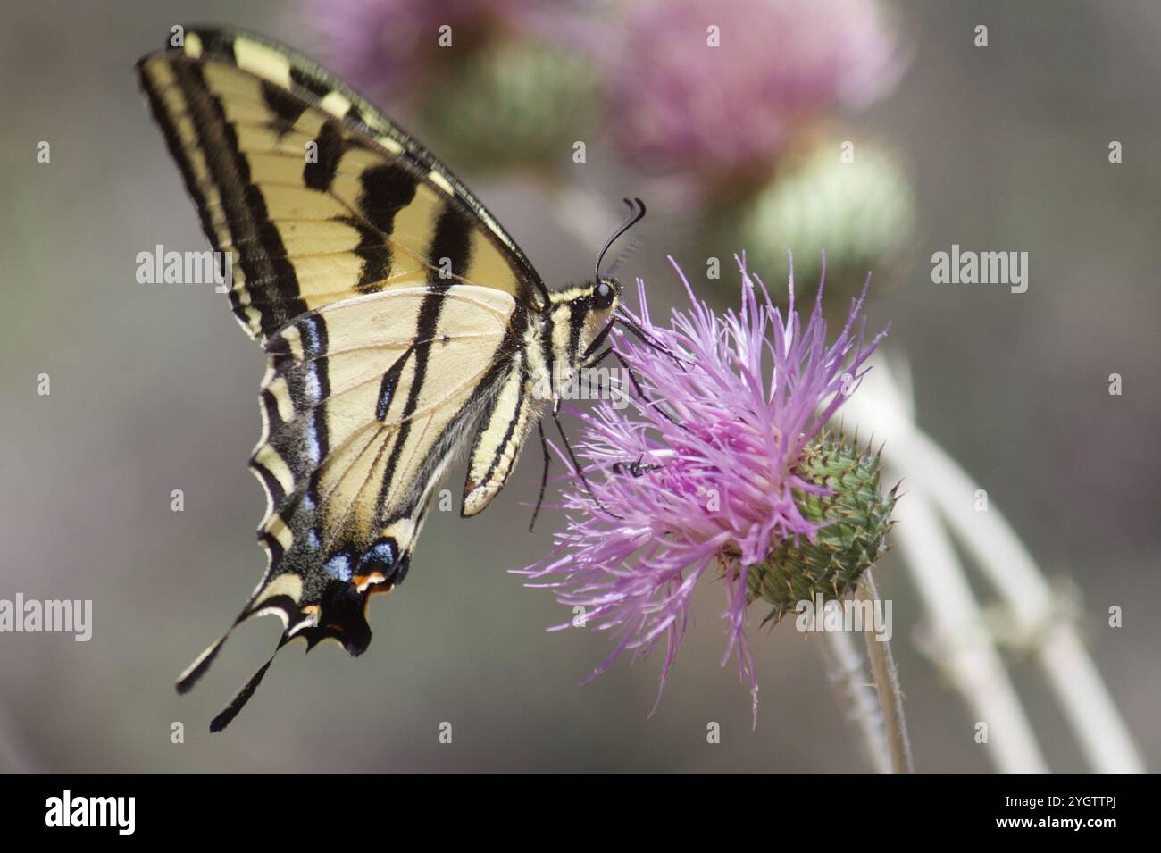 Western Tiger Swallowtail (Papilio rutulus Stock Photo - Alamy