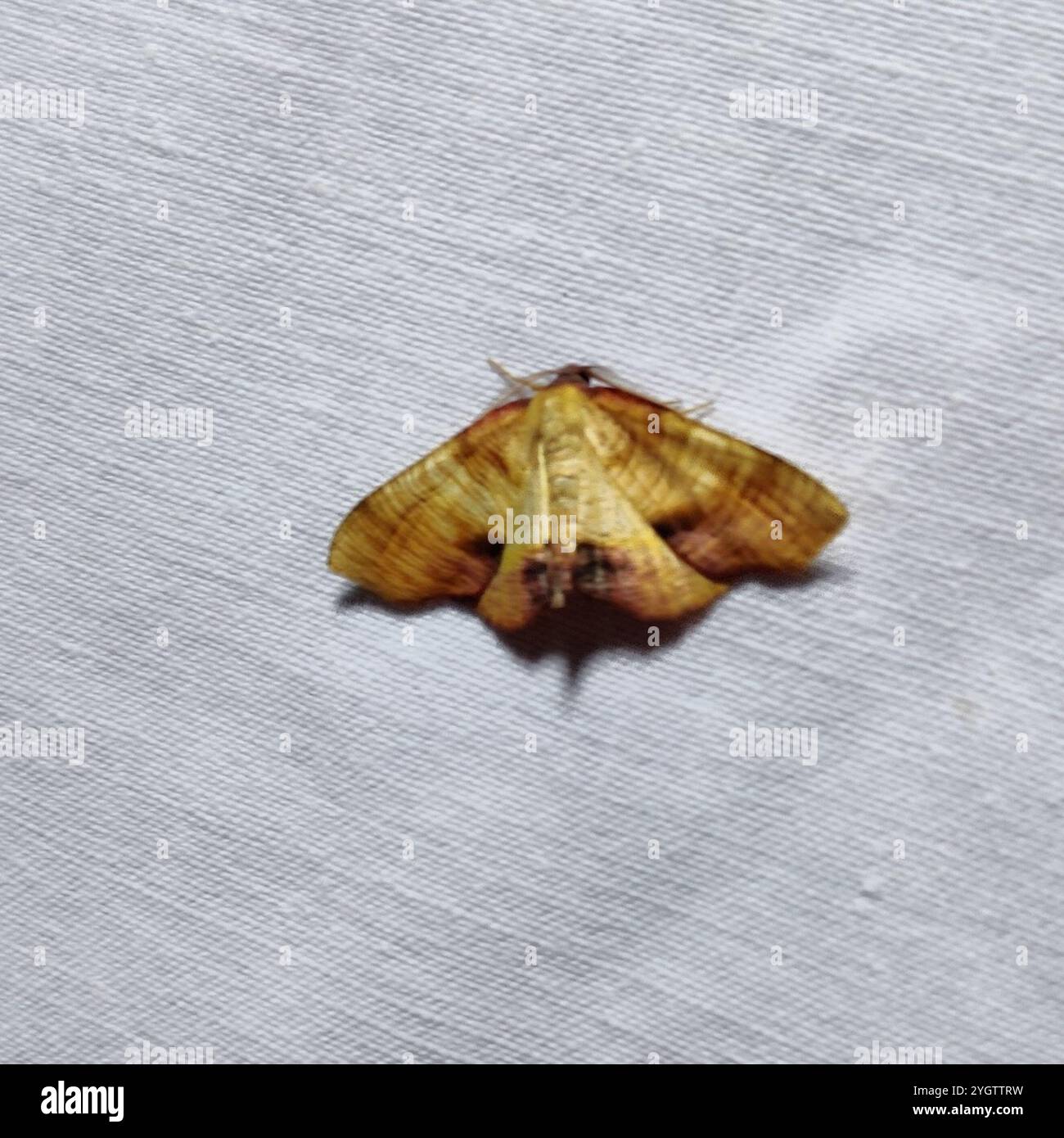 Scorched Wing (Plagodis dolabraria Stock Photo - Alamy