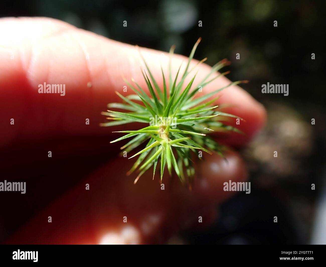 Common Haircap Moss (Polytrichum commune Stock Photo - Alamy