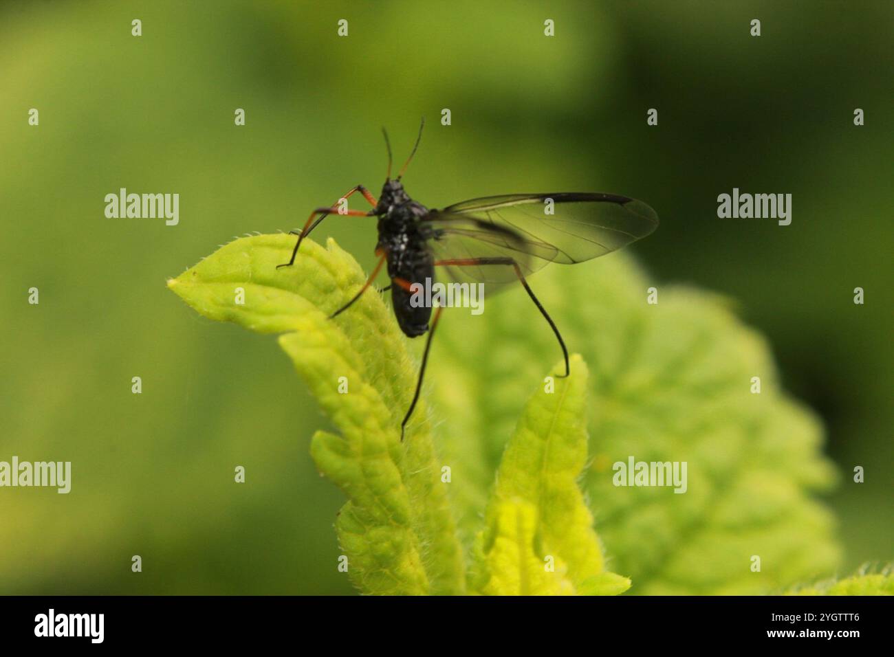 Greater Black Spruce Bark Aphid (Cinara piceae Stock Photo - Alamy
