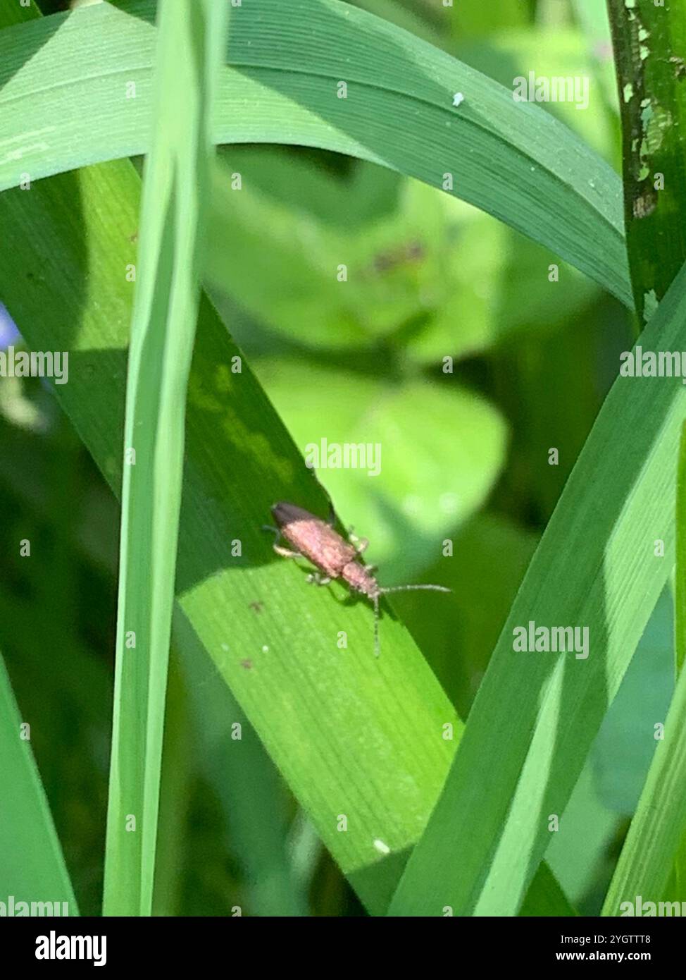 plain reed beetle (Donacia simplex Stock Photo - Alamy