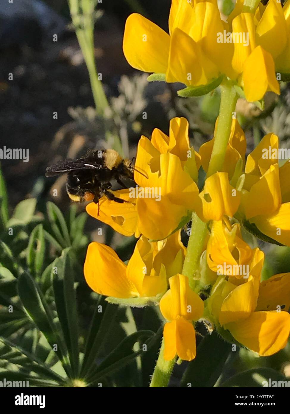 Yellow-faced Bumble Bee (Bombus vosnesenskii Stock Photo - Alamy