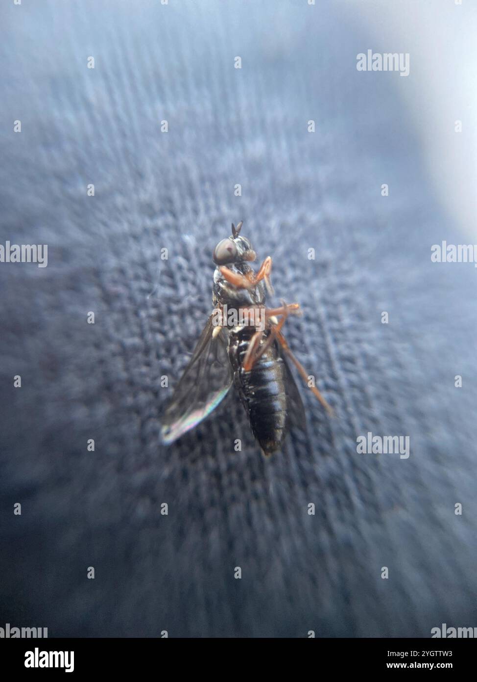 Scenopinus hi-res stock photography and images - Alamy