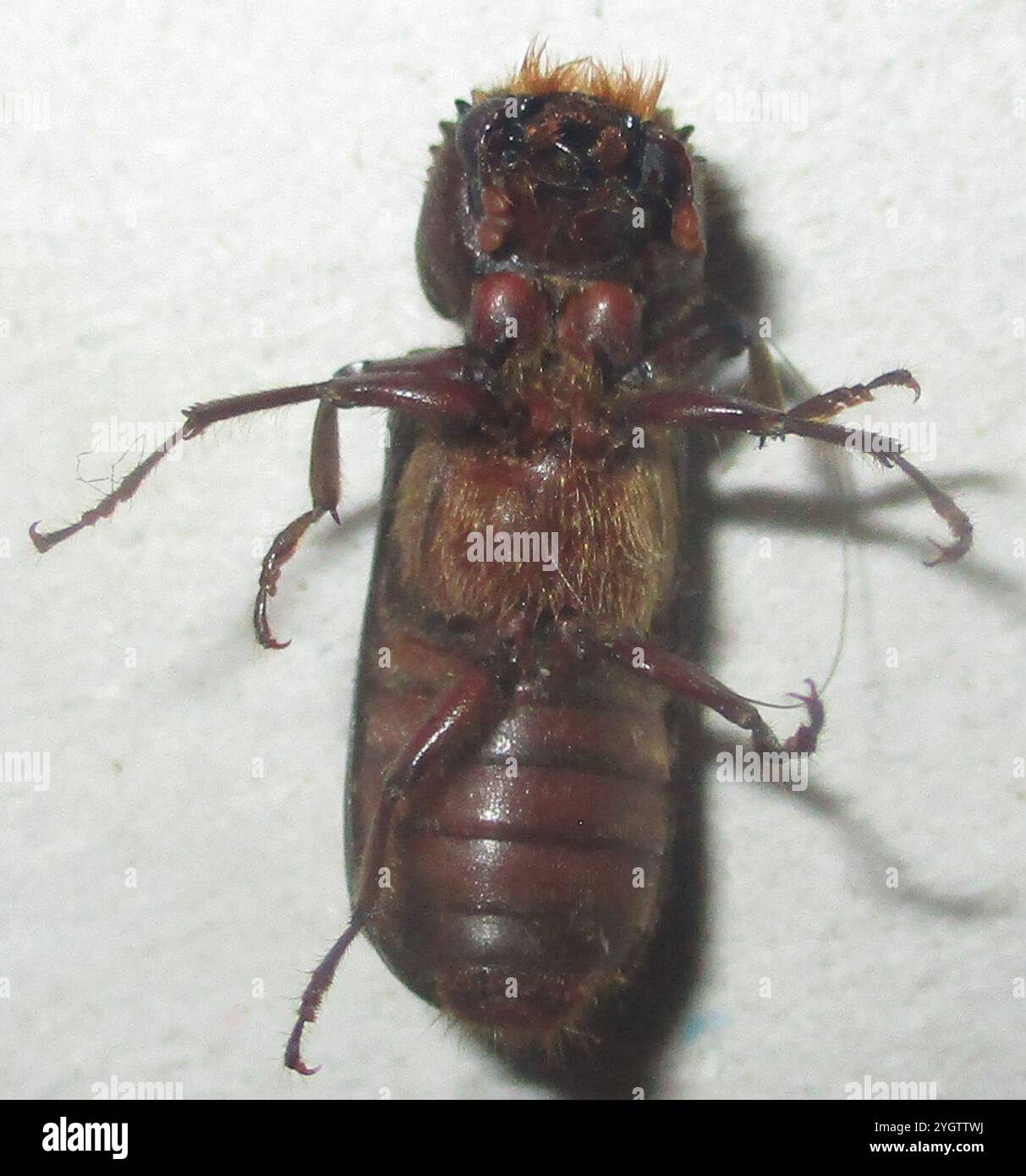 Auger Beetles (Bostrichidae Stock Photo - Alamy