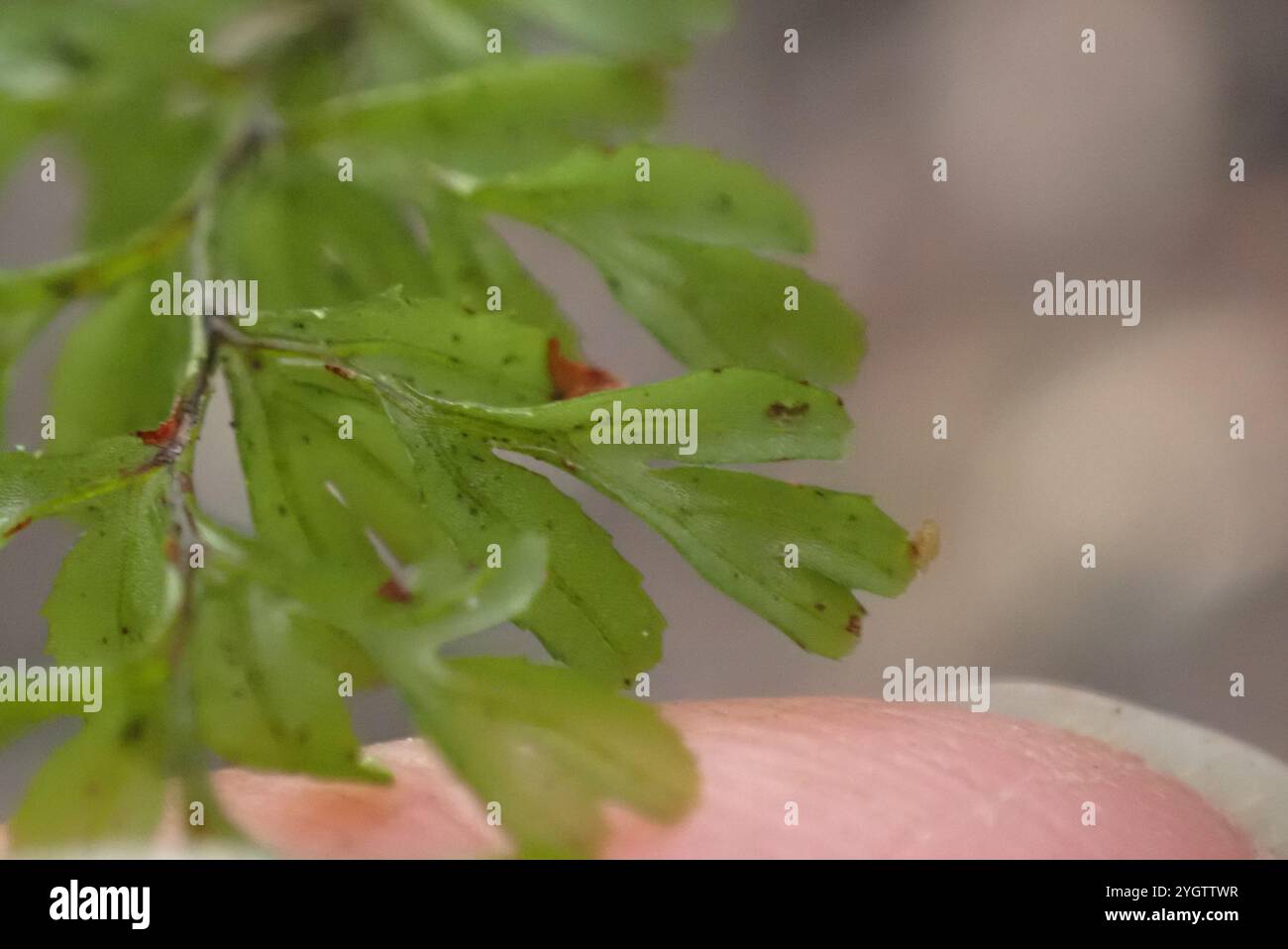 Common Filmy-fern (Hymenophyllum cupressiforme Stock Photo - Alamy
