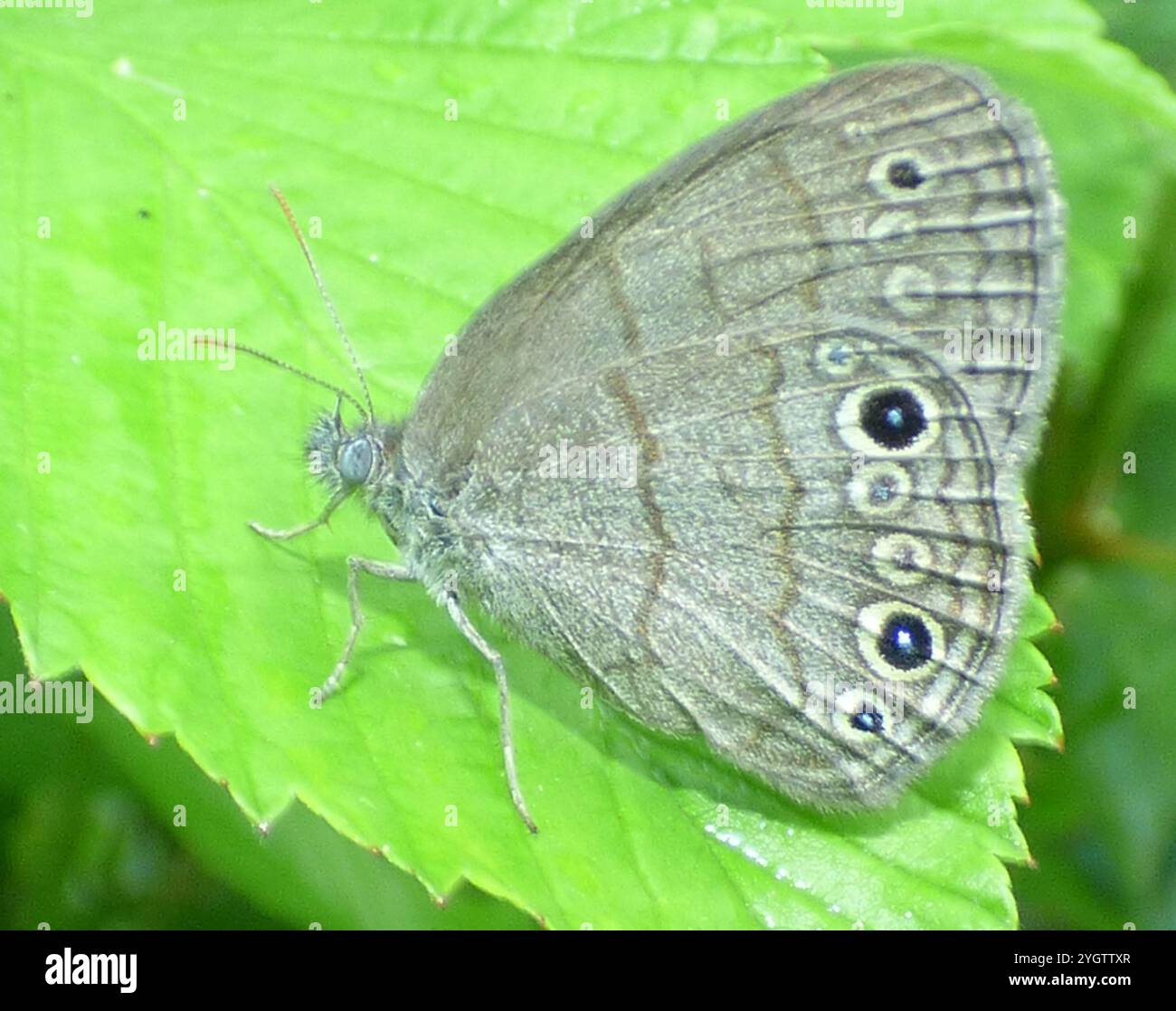 Carolina Satyr (Hermeuptychia sosybius Stock Photo - Alamy