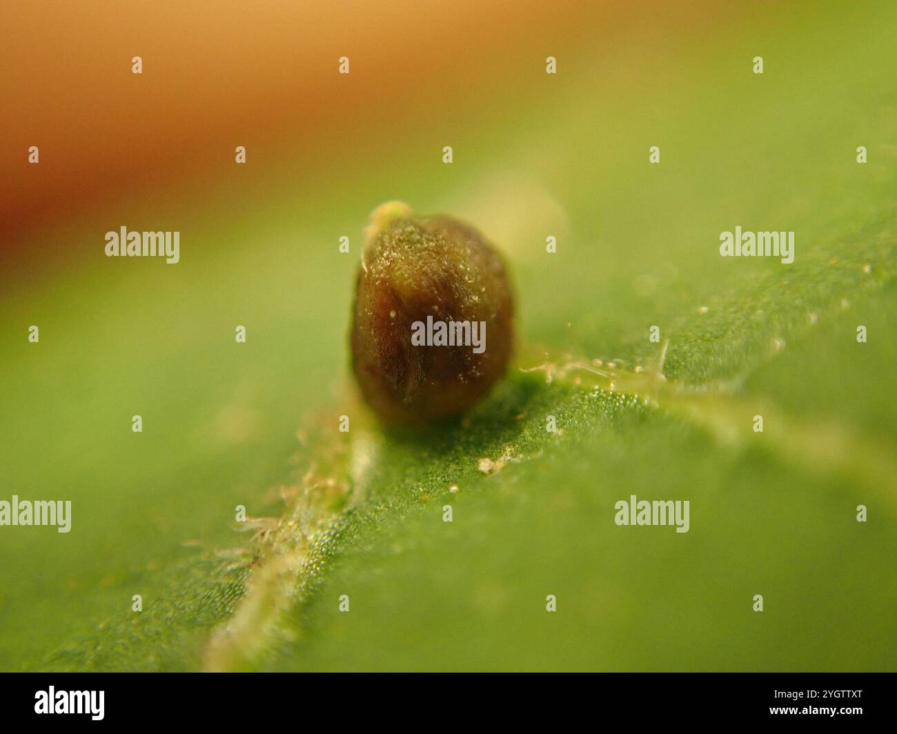 Hickory Sticky Ginger Jar Gall Midge (Caryomyia viscidolium Stock Photo ...