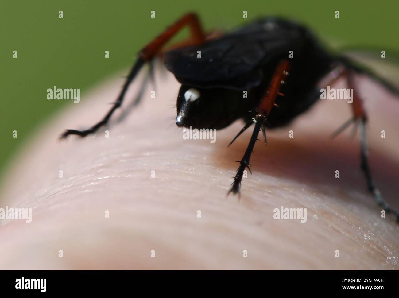 Red legged wasp hi-res stock photography and images - Alamy