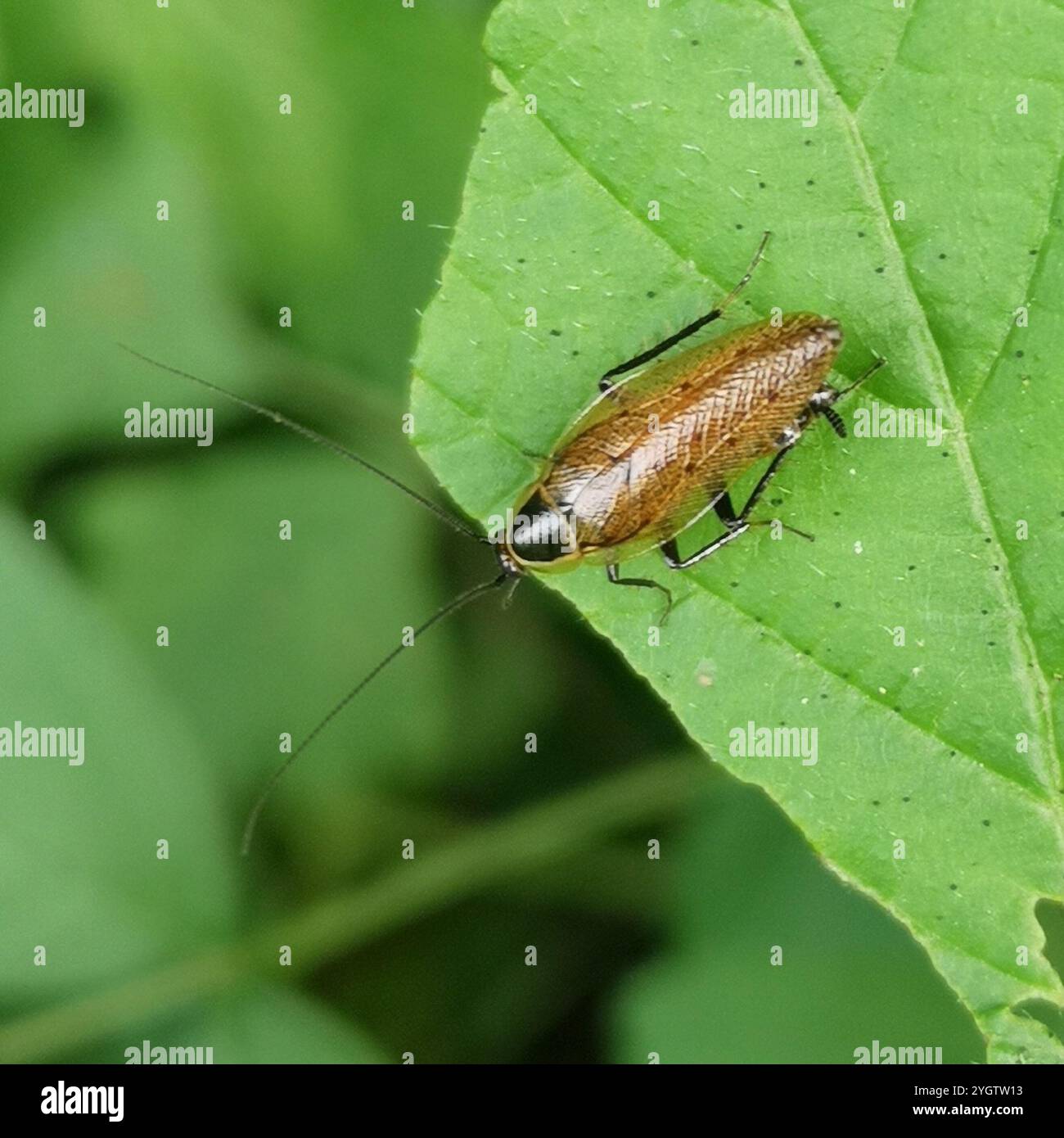 Forest Cockroach (Ectobius sylvestris Stock Photo - Alamy